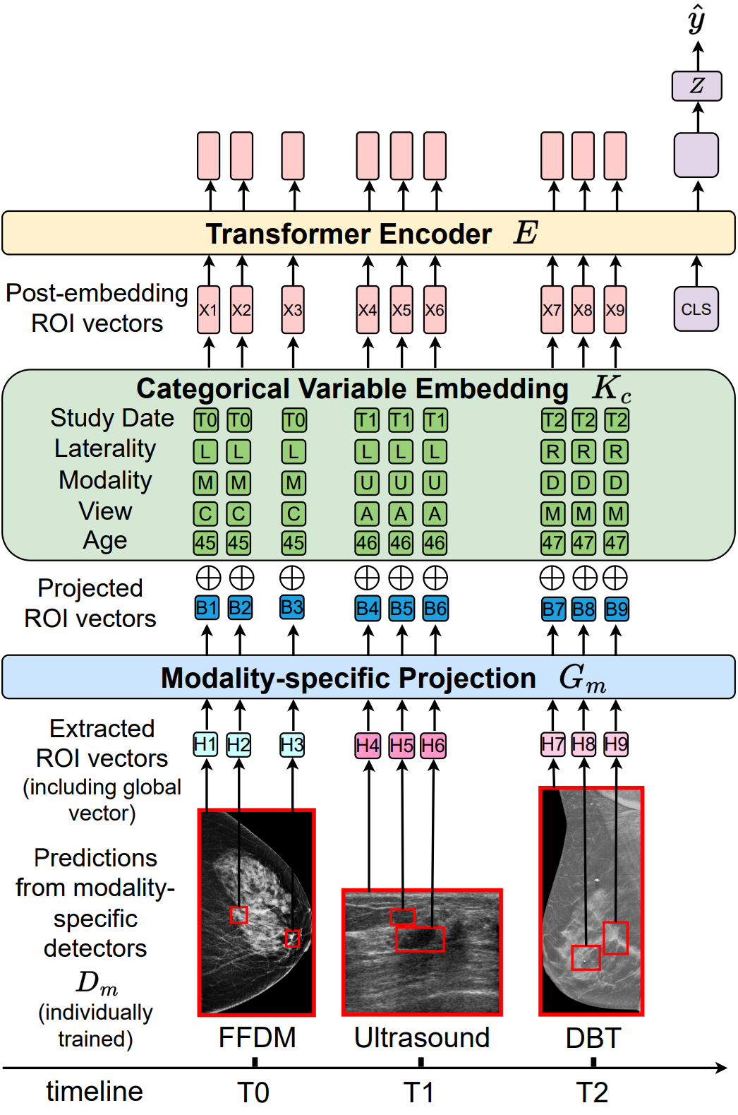 Leveraging Transformers to Improve Breast Cancer Classification and Risk Assessment with Multi ...